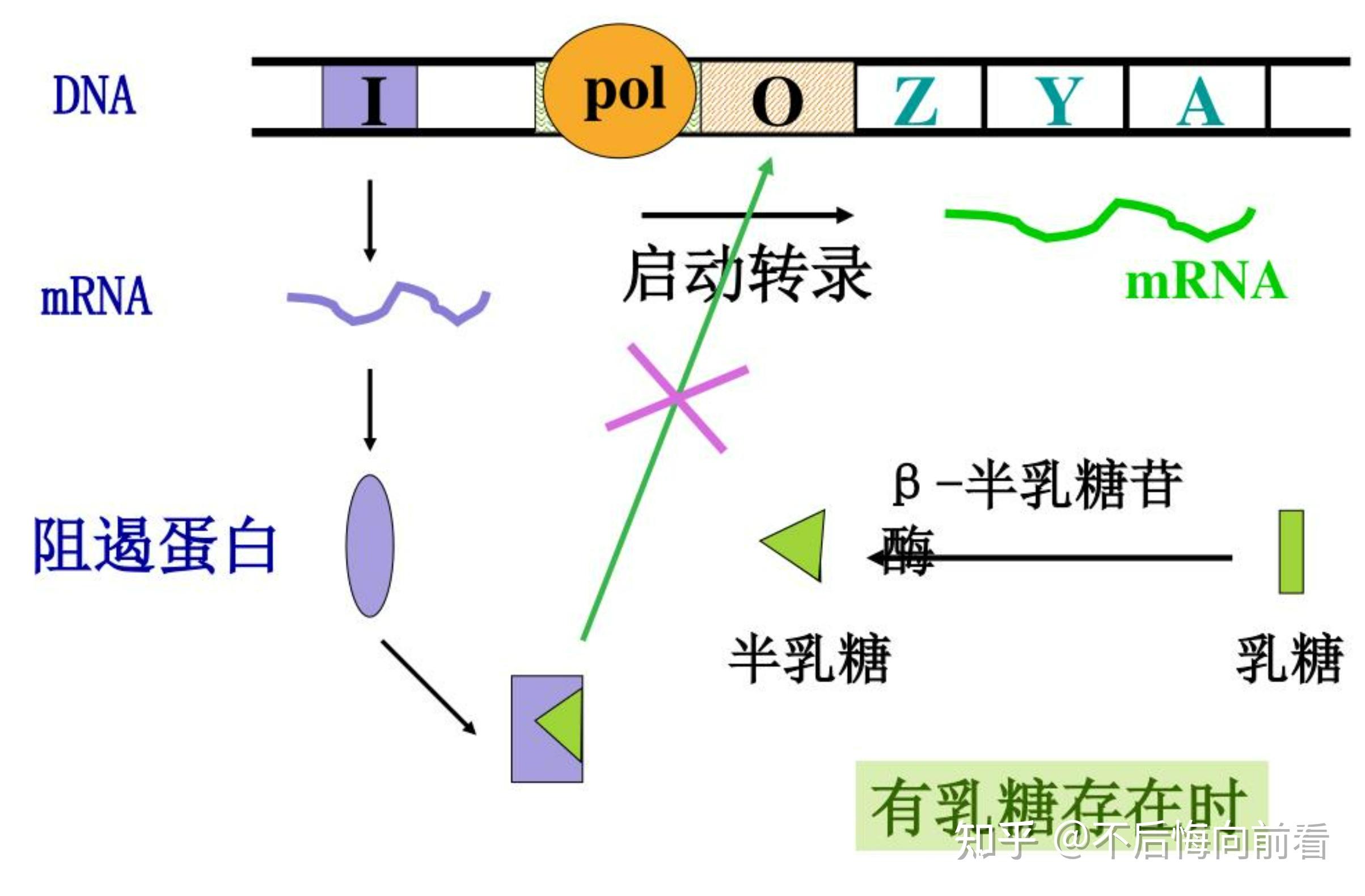 何为诱导表达系统的渗漏表达leaky expression - 知乎
