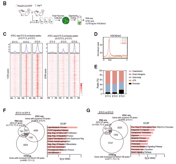 CUT&Tag与ATAC-seq联手，解析表观遗传机制 - 知乎
