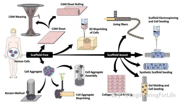 《biofabrication》综述:血管组织工程的生物制造方法及生物纺织品 知乎