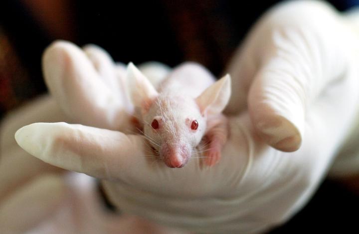 Protein And Cell Crispr基因编辑技术实现100 产生雌性后代小鼠 知乎