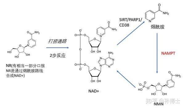 NAD+的内循环 – 远比补充前体更重要的过程 - 知乎