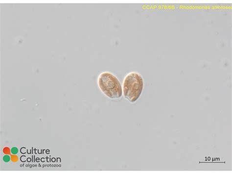 【古菌域全系列14】隐藻界Cryptista：隐于世间而影响世界 - 知乎