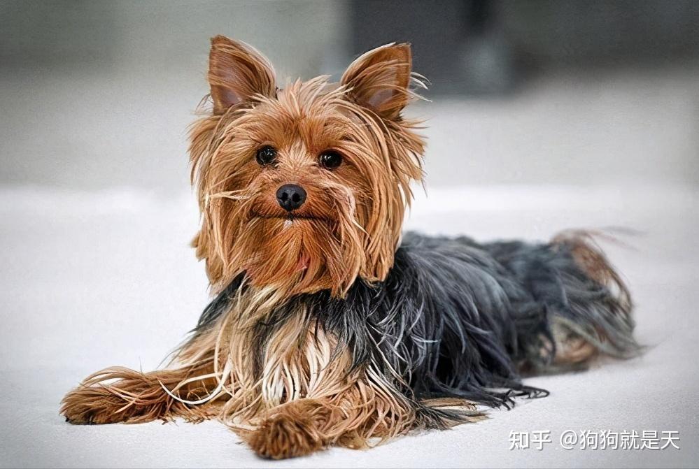 养约克夏之前，先了解它的优缺点，再决定养不养！ - 知乎