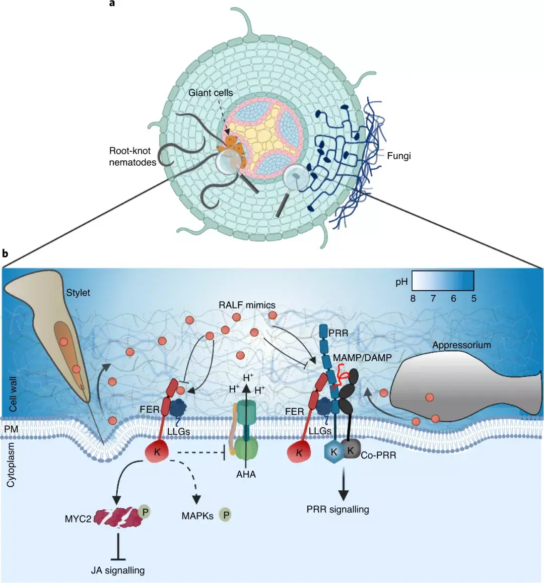 Nature Plants | 植物免疫的守护神！何平/单立波团队综述发挥关键作用的植物受体激酶！ - 知乎