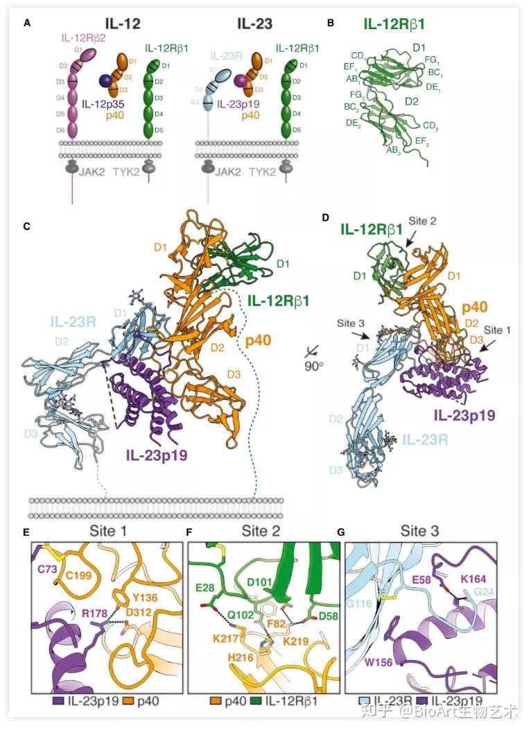 Cell | 突破IL-12治疗瓶颈，独特结构带来肿瘤免疫治疗新策略 - 知乎