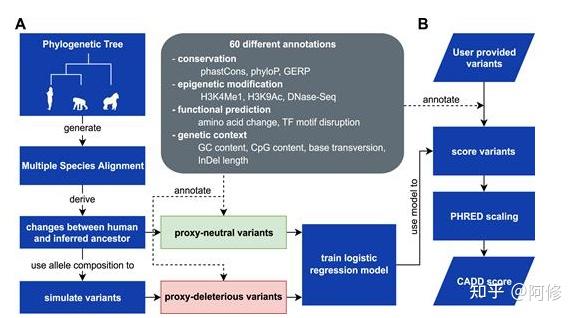 Alamut Visual Plus 的错义软件预测——Align GVGD, CADD, MutatuonTaster, PolyPhen2 ...