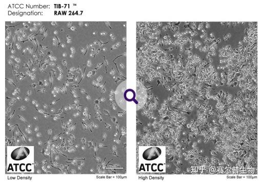RAW 264.7、Hep-G2、H9c2细胞培养常见问题总结 - 知乎