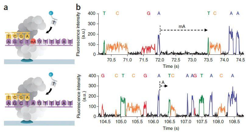 特别推荐丨单分子测序在真核生物DNA甲基化(6mA)检测中的机遇和挑战 - 知乎