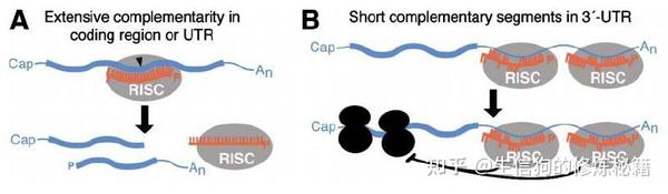miRNA分析教程（一）基础知识 - 知乎