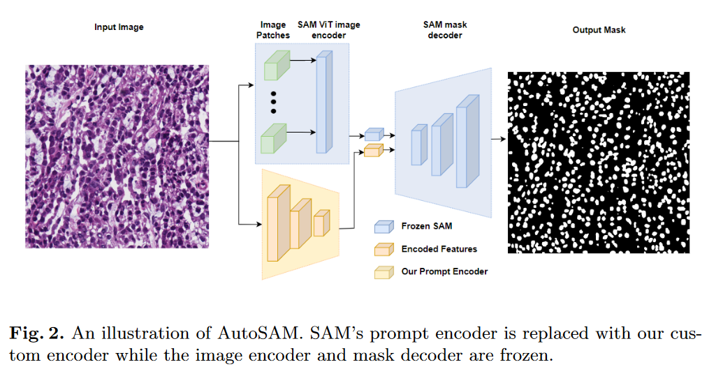SAM在医学影像中的应用（最新） - 知乎