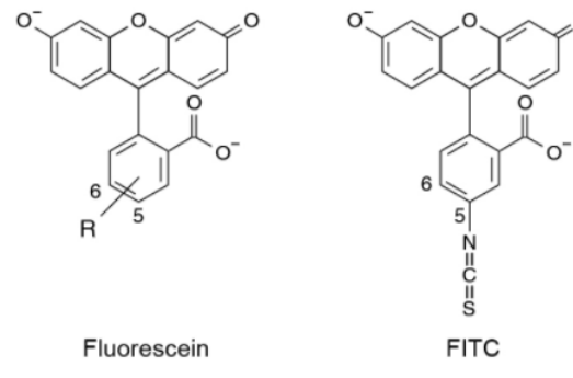 R8-PEG-FITC/IR825 穿膜肽R8-聚乙二醇-异硫氰基荧光素/近红外荧光染料IR825 - 知乎