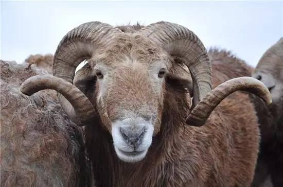 羊尾巴油这样研究也能发核心 - 知乎