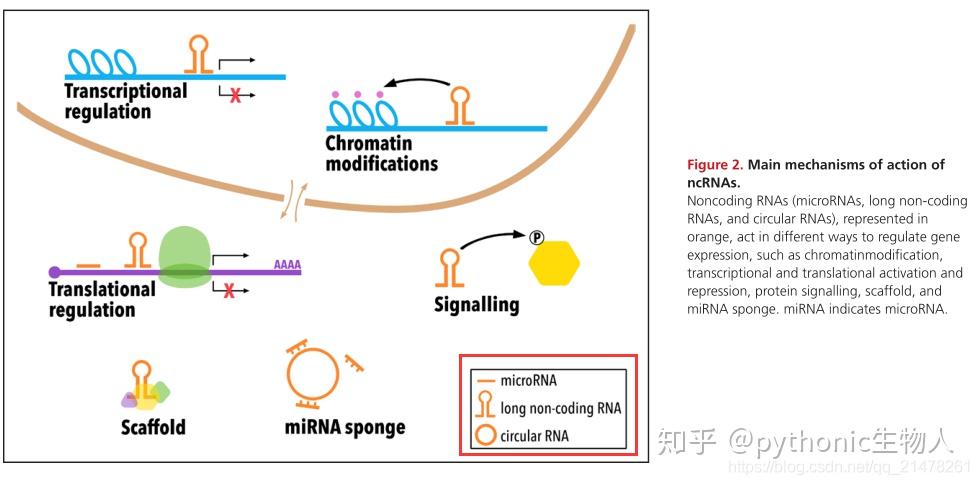 Omics精进07|转录组之mRNA|miRNA|lncRNA|circRNA测序简介 - 知乎