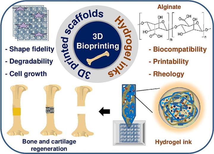 《Carbohyd. Polym.》综述：藻酸盐多糖水凝胶助力3D生物打印 - 知乎