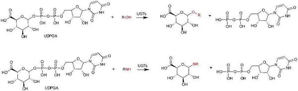 UGT酶的两面性──解毒还是引发毒性？如何识别和评估酰基葡萄糖醛酸代谢产物？ - 知乎