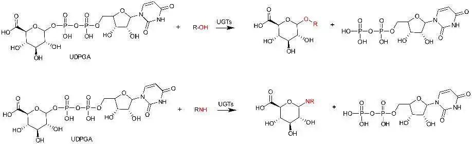 UGT酶的两面性──解毒还是引发毒性？如何识别和评估酰基葡萄糖醛酸代谢产物？ - 知乎