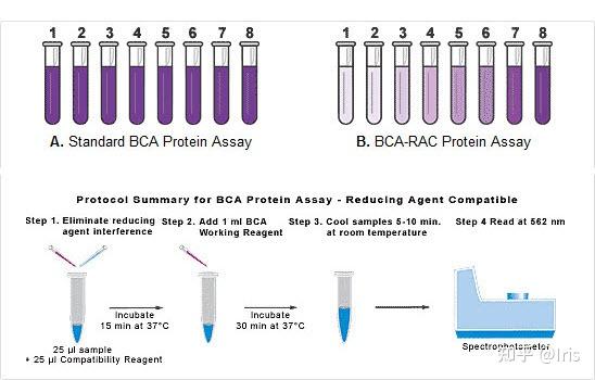BCA 测蛋白浓度的原理 - 知乎