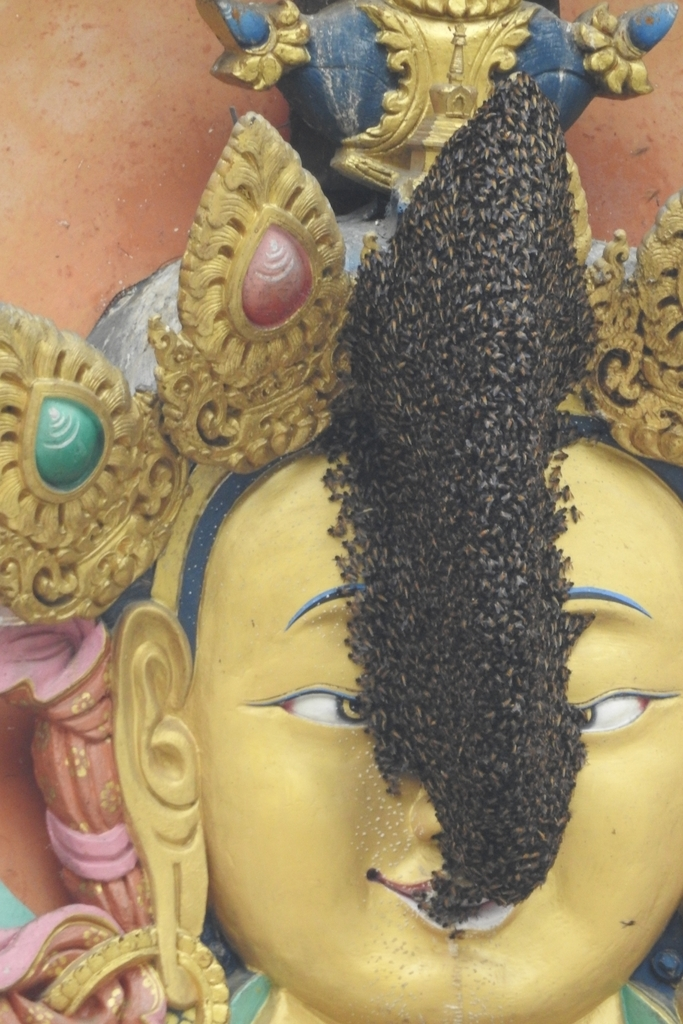 【世界蜜蜂日特辑】大蜜蜂亚属Megapis：席卷花海的鎏金风暴 - 知乎