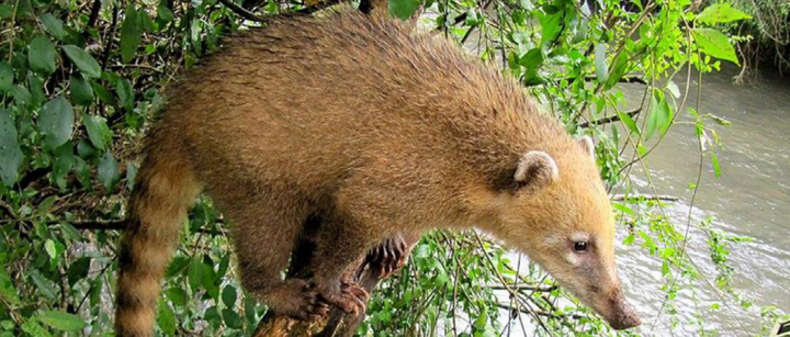 23年中科院1区算法|长鼻浣熊优化算法COA原理及其利用与改进(Matlab/Python) - 知乎