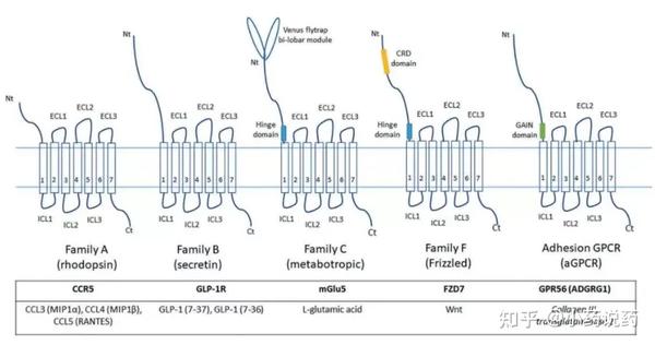 GPCR与GPCR药物开发 - 知乎