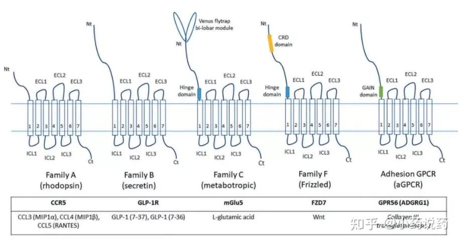 GPCR与GPCR药物开发 - 知乎