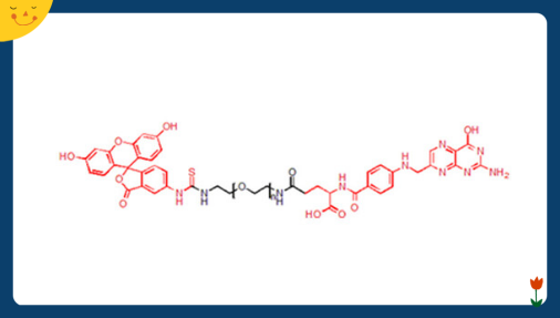 绿色荧光染料FITC-PEG-FA,Folic acid-PEG-Fluorescein,荧光素-聚乙二醇-叶酸 - 知乎