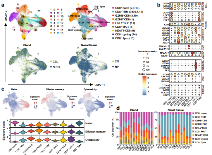 文献解读 | 10x 单细胞HD空转联合应用—揭示GZMK+CD8+ T细胞在鼻息肉中的促炎作用 - 知乎