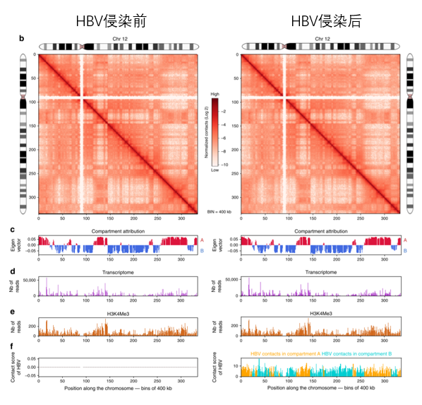 Hi-C测序揭示HBV病毒，Ad5病毒侵染人体细胞的染色质构象影响 - 知乎