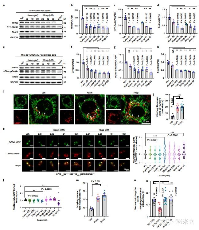 IF:29.234 | 靶向线粒体自噬，清除大脑“垃圾”，治疗阿尔茨海默病 - 知乎