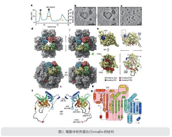 噬菌体疗法研究新发现 - 知乎