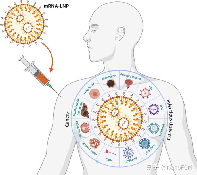 mRNA LNP疗法：这才哪跟哪儿？ - 知乎