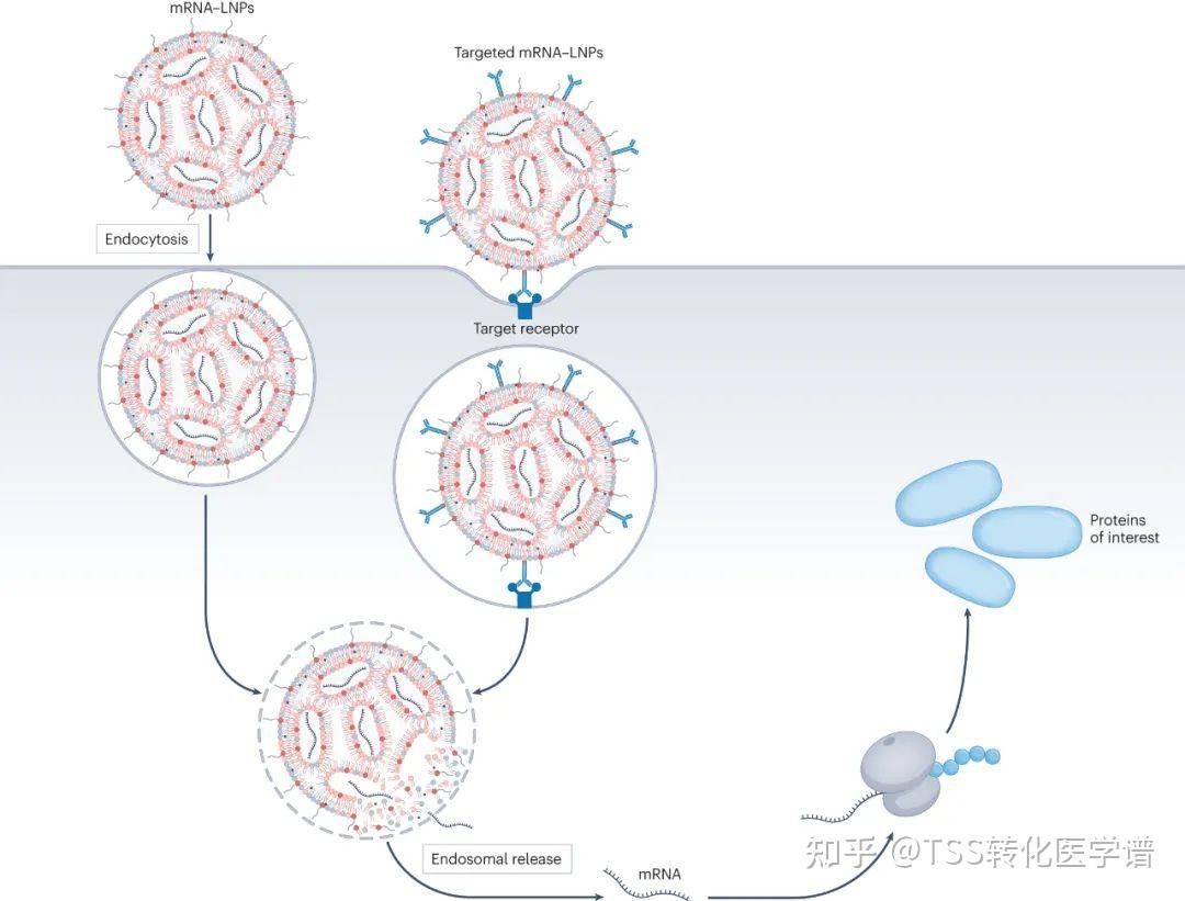 【Nature Reviews】mRNA -脂质纳米颗粒(LNPs)现状及治疗前景 - 知乎
