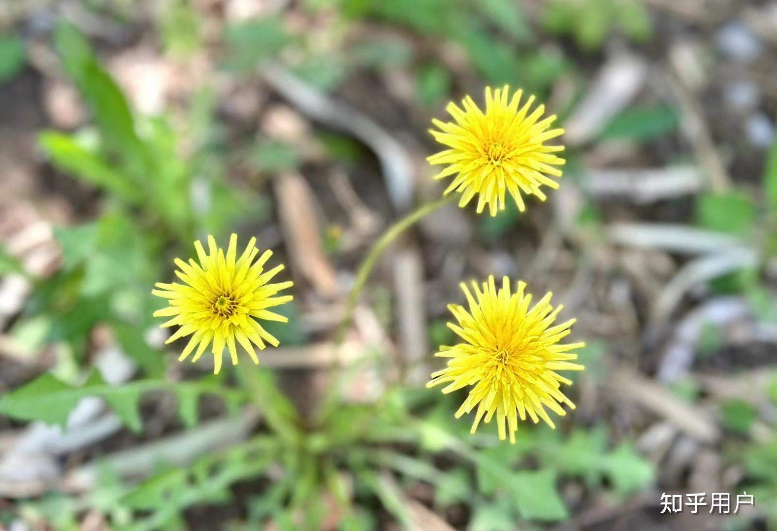 PPBC中国植物图像的的地位是如何得来的? - 知乎