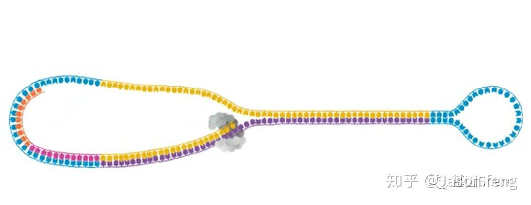 Pacbio测序原理以及SMRT bell文库构建流程简述 - 知乎