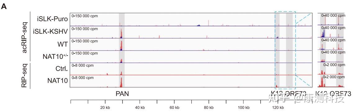 细胞NAT10叛变反而帮助病毒复制？ - 知乎