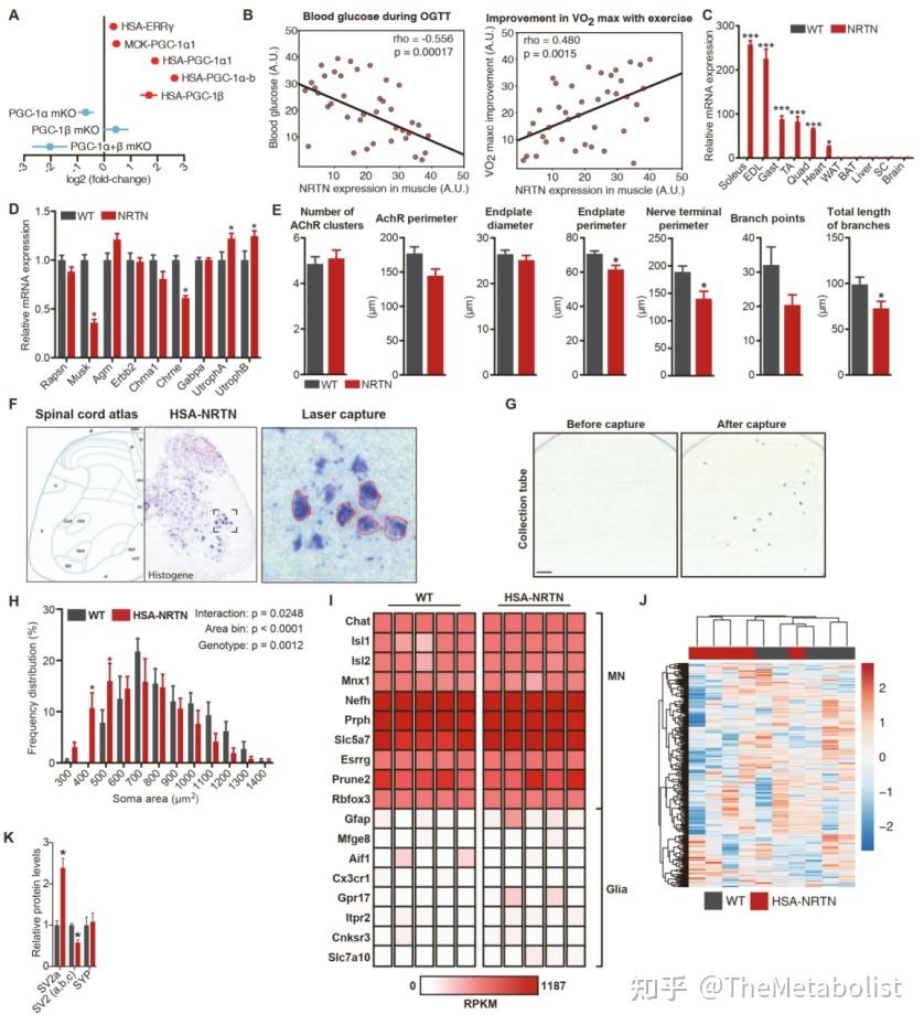 代谢学人--Cell Metabolism：红娘NRTN牵线肌肉-神经“慢-慢”人生路 - 知乎