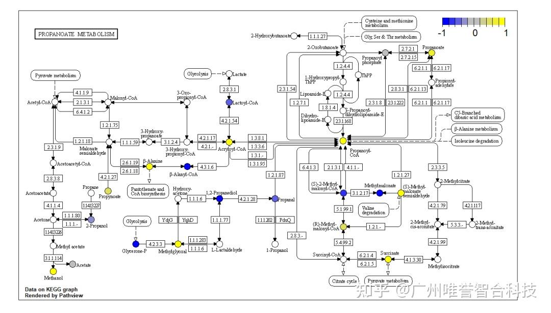 如何用Pathview画出高大上的基因与代谢通路热图？ - 知乎