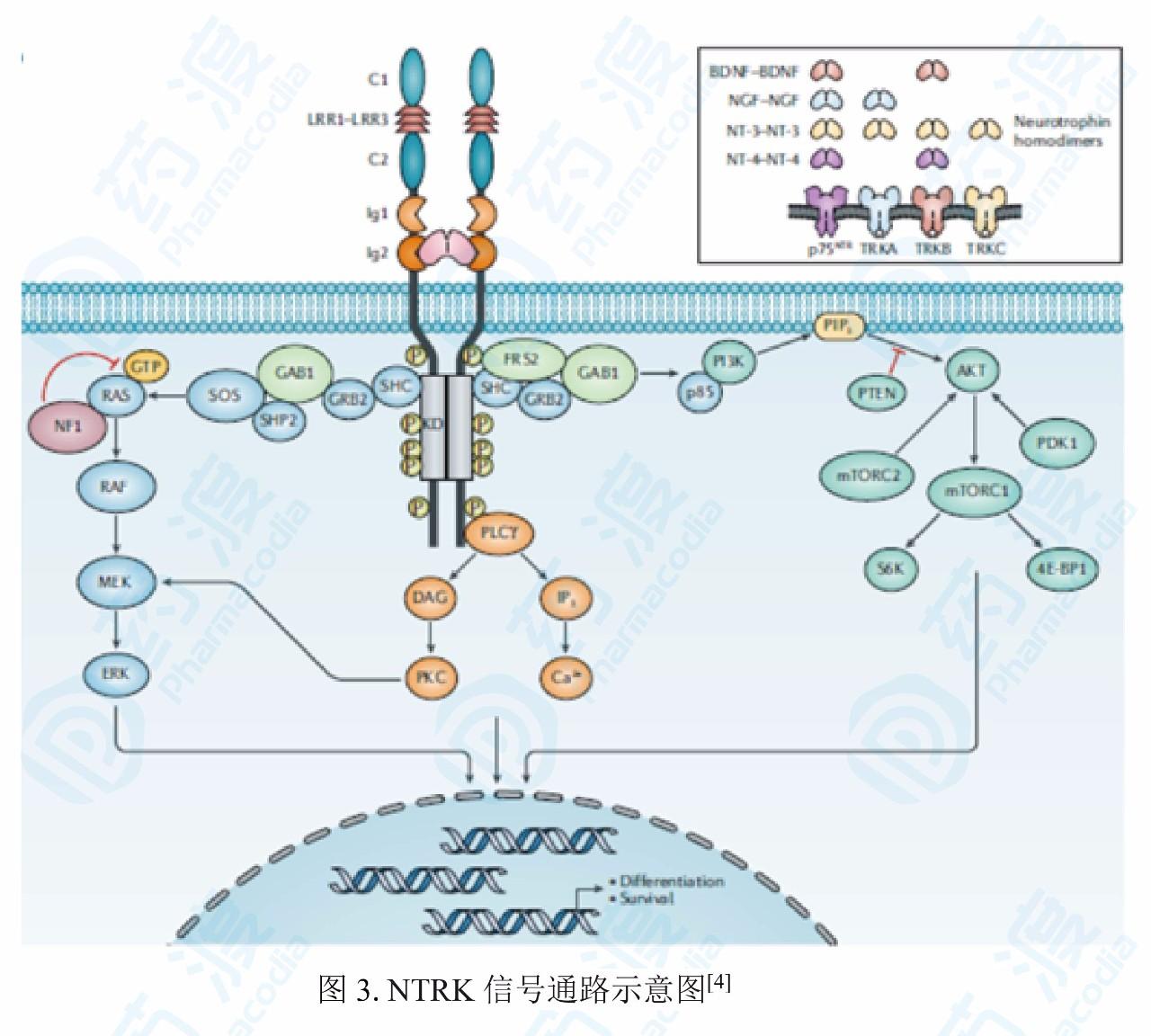 药渡看靶点赛道系列07——NTRK靶点全球研发格局分析 - 知乎