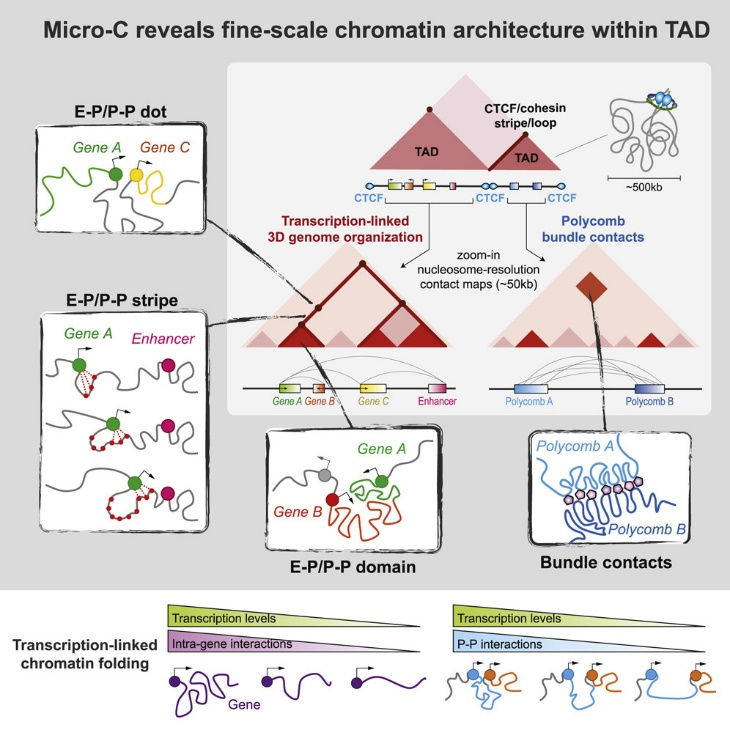 染色体构象技术的分辨率“卷王”？Micro-C XL的超高分辨率三维结构应用独白 - 知乎