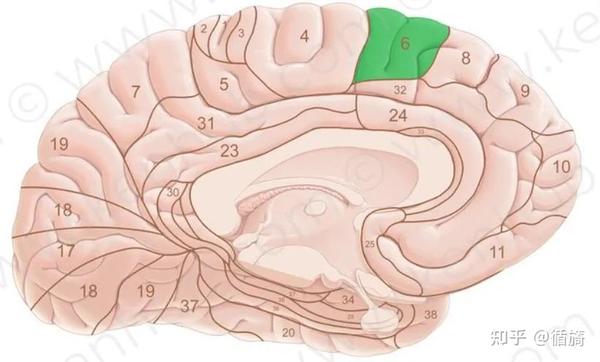 Brodmann area布鲁德曼大脑分区 - 知乎