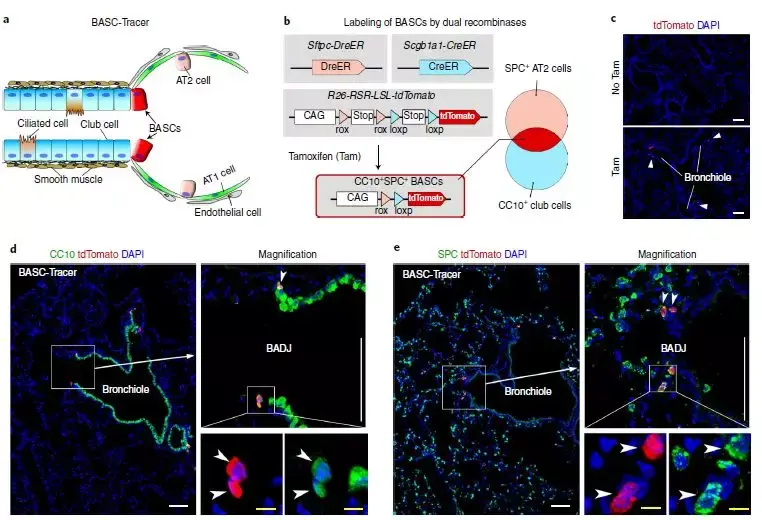 小鼠大用处之荧光示踪小鼠 - 知乎