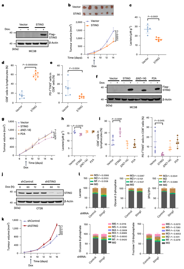 Nature Cell Biology丨STING 是一种细胞内在代谢检查点，通过靶向 HK2 来限制有氧糖酵解 - 知乎
