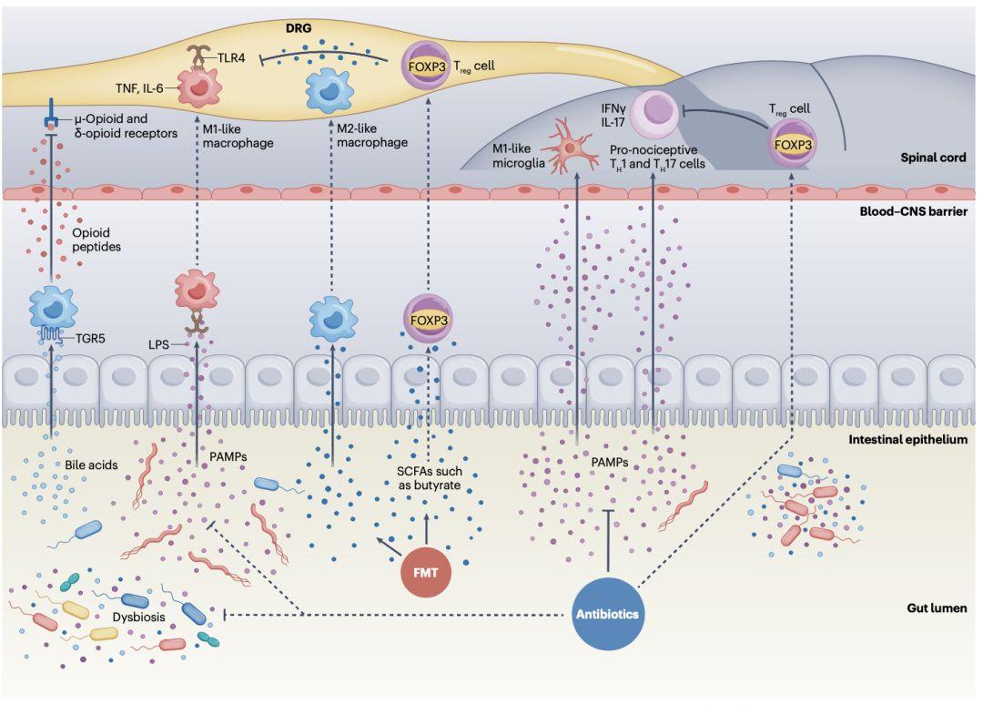 Nat Rev Neurol 综述：系统总结疼痛缓解的神经免疫机制 - 知乎