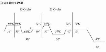 Touchdown PCR: A Primer and Some Tips - 知乎
