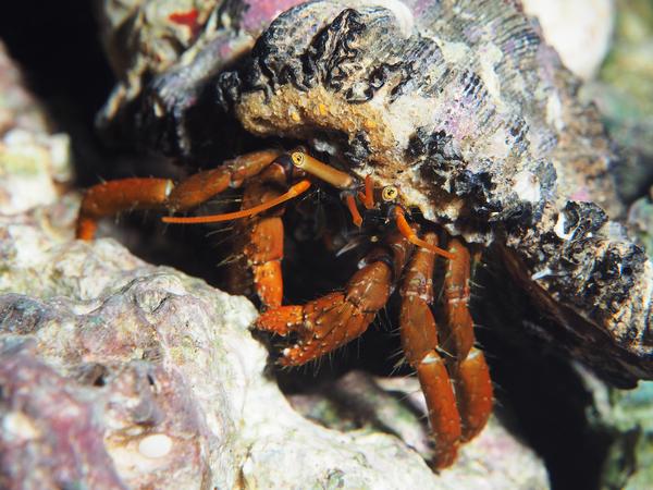 中国海寄居蟹总科图鉴 - 知乎