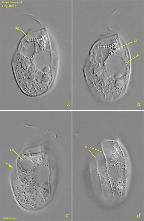 【古菌域全系列14】隐藻界Cryptista：隐于世间而影响世界 - 知乎