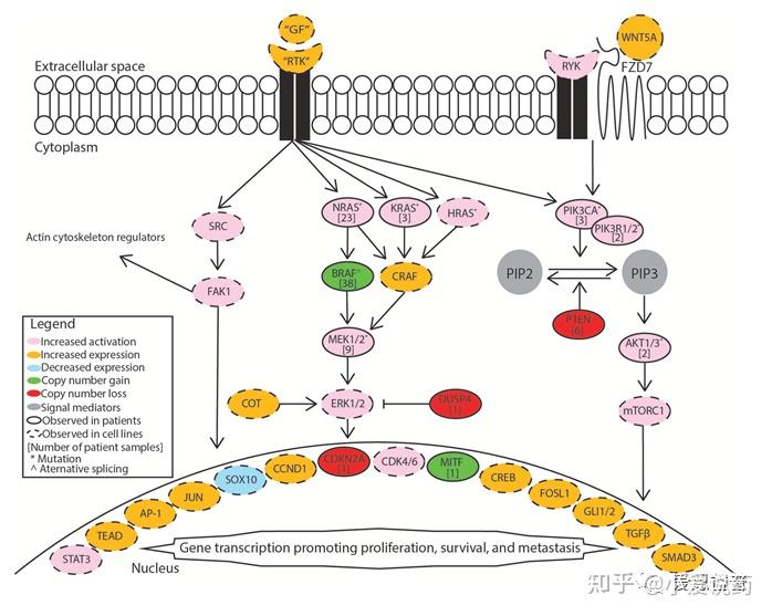 A375 Vemurafenib R耐药株体内模型介绍 - 知乎
