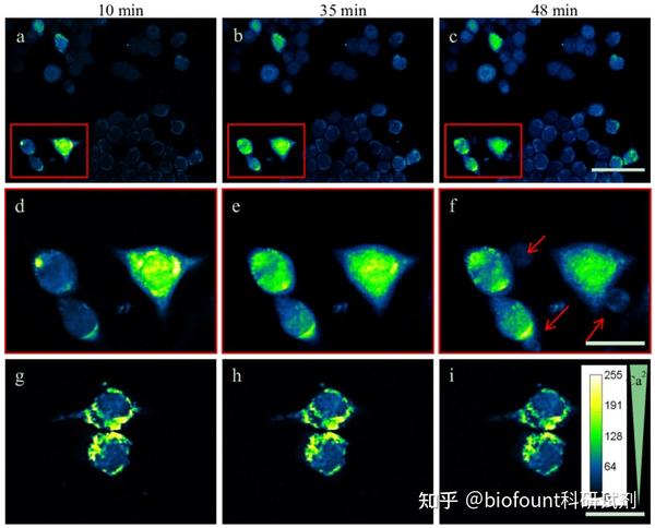 Mg2+（镁离子）荧光探针 - 知乎