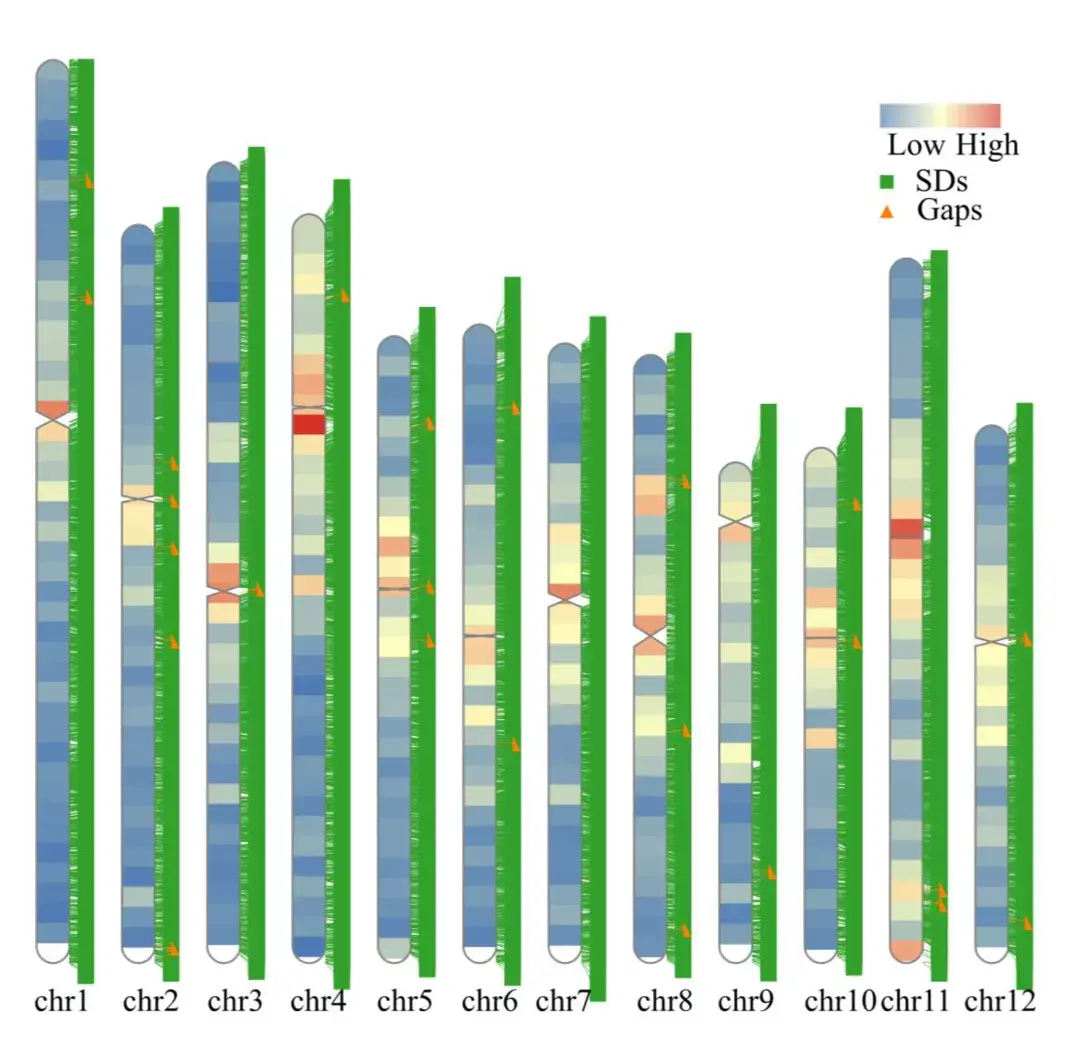 数据+算法造就火爆Gap-free基因组现象 - 知乎