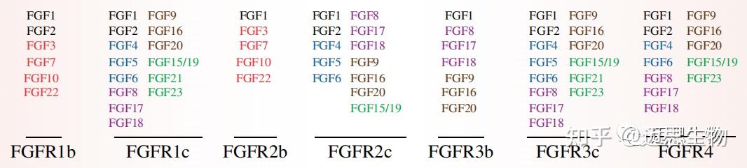 蛋白家族系列：FGF家族 - 知乎